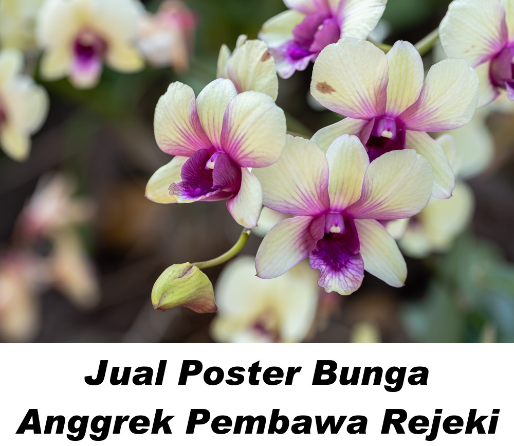 Gambar Bunga Anggrek Menurut Feng Shui Untuk Keberuntungan Dan ...