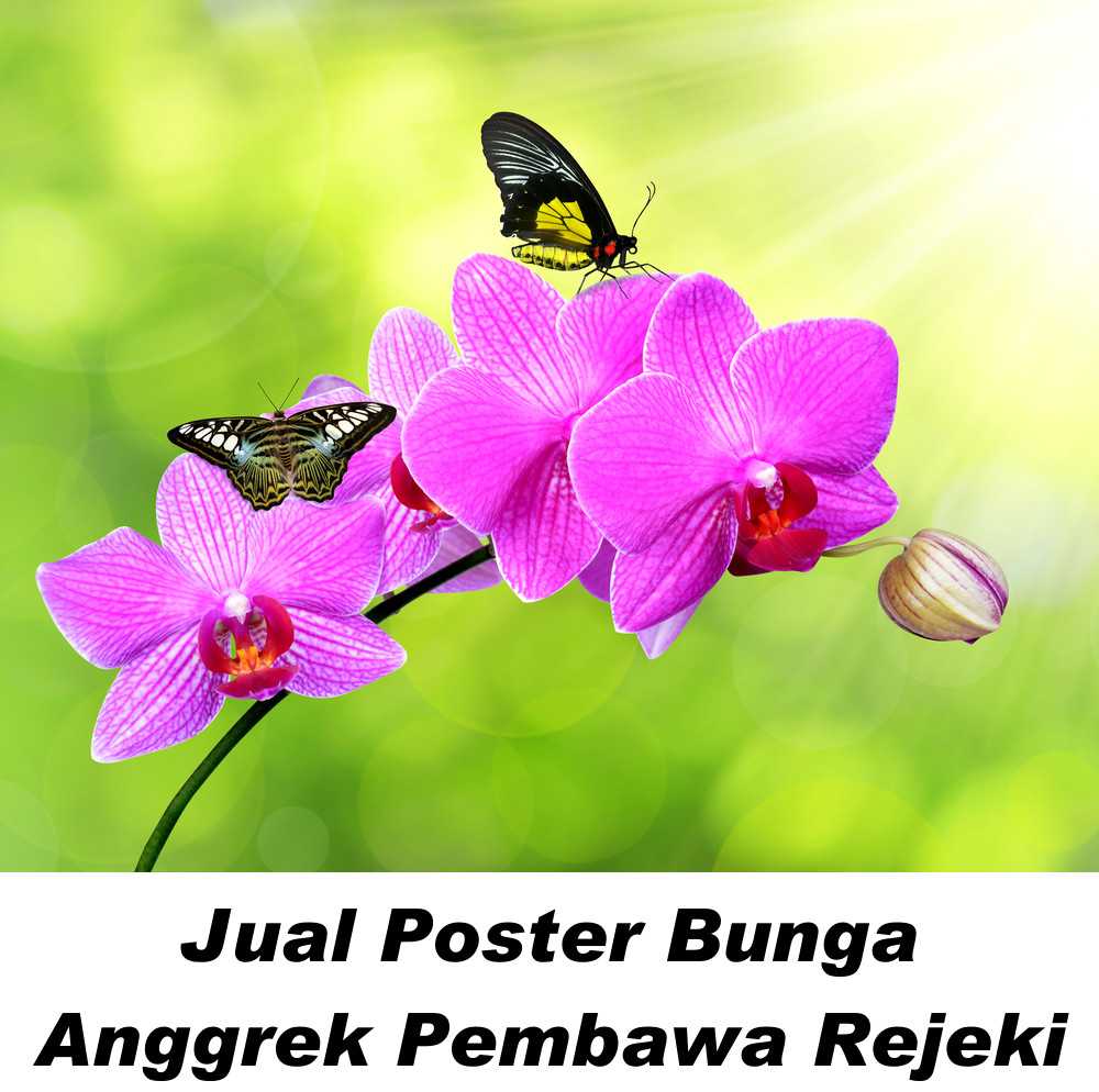 Gambar Bunga Feng Shui yang Membawa Kekayaan dan Kesejahteraan ke dalam ...