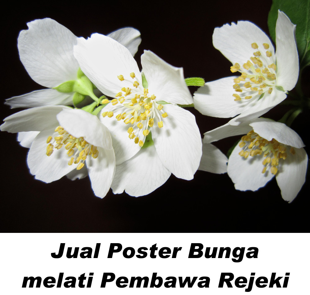 Gambar Bunga Feng Shui yang Membawa Kekayaan dan Kesejahteraan ke dalam ...