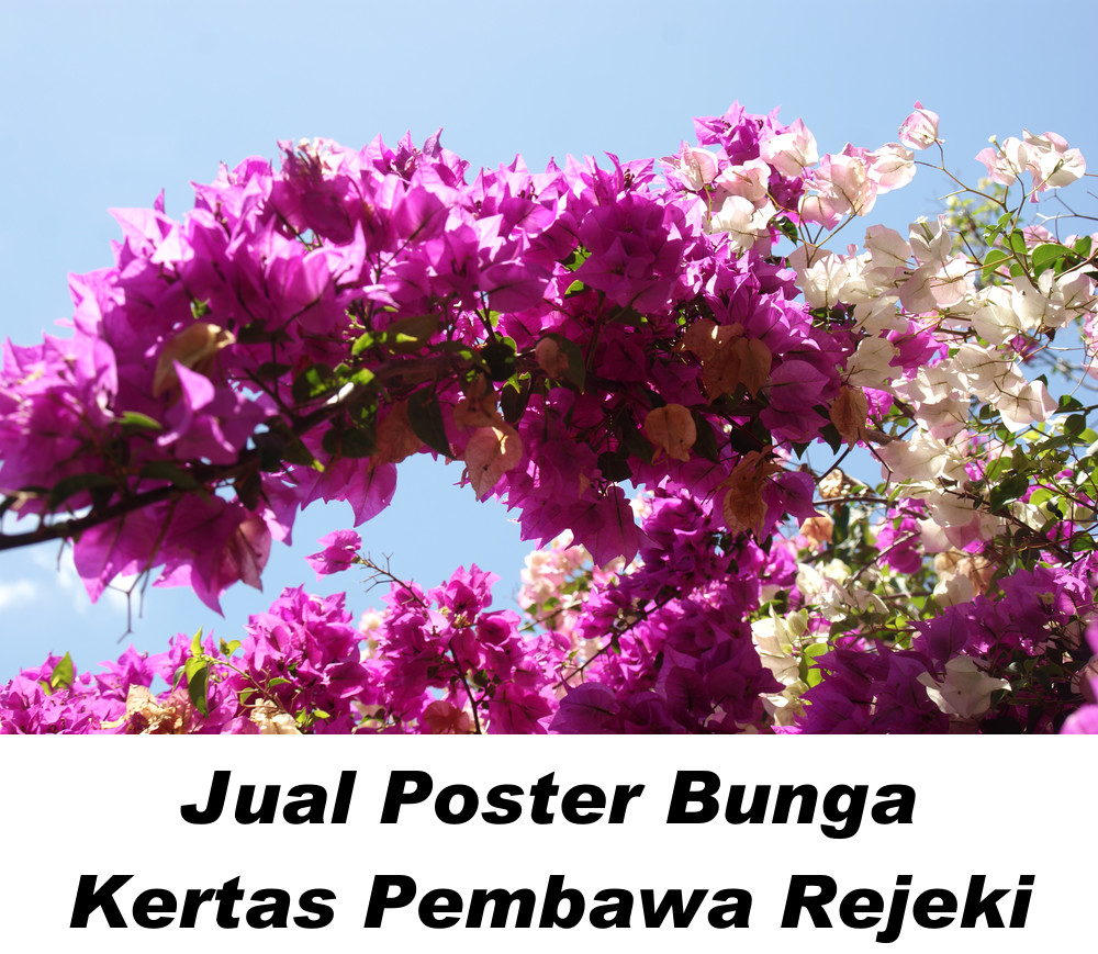 Gambar Bunga Kertas Menurut Feng shui Untuk kesederhanaan, kesucian ...