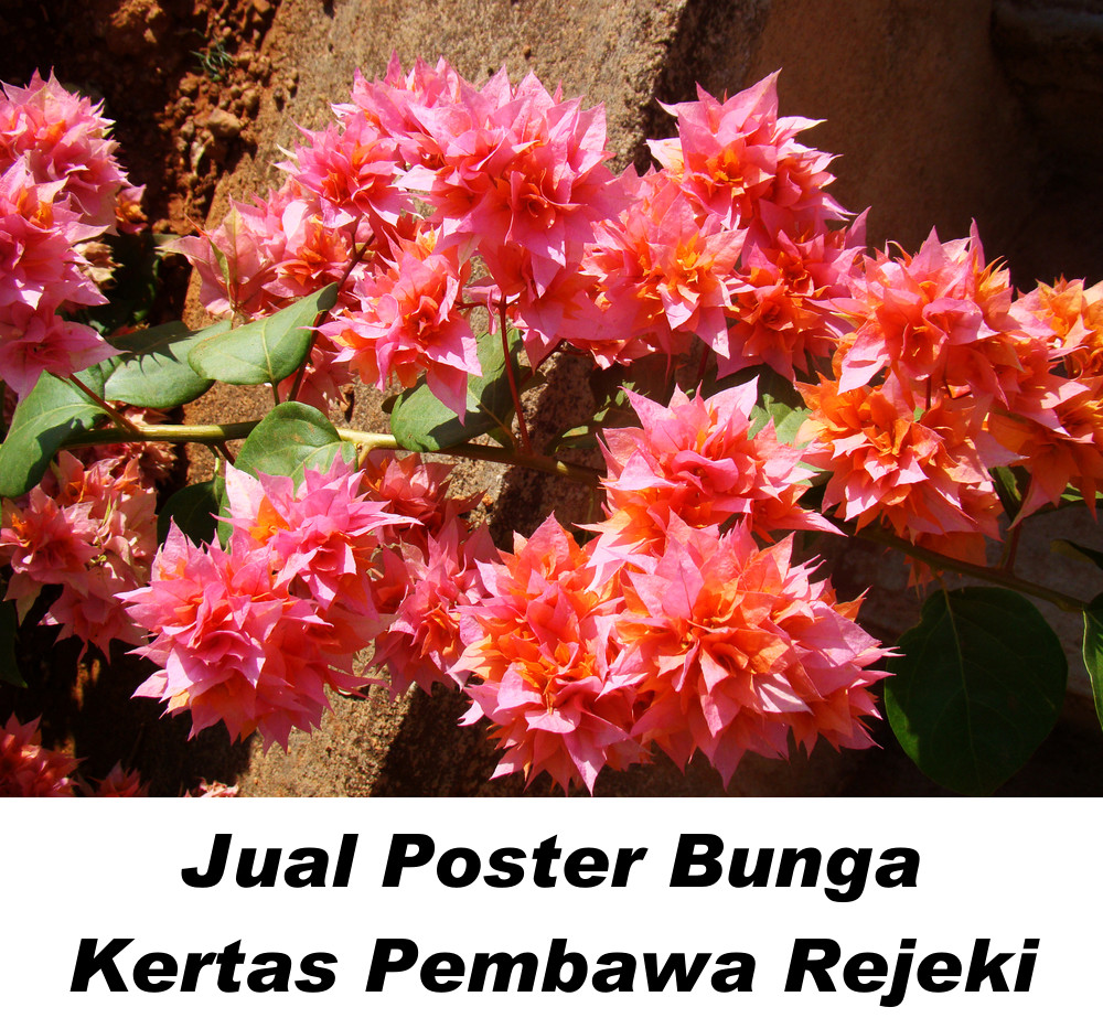 Gambar Bunga Kertas Menurut Feng shui Untuk kesederhanaan, kesucian ...