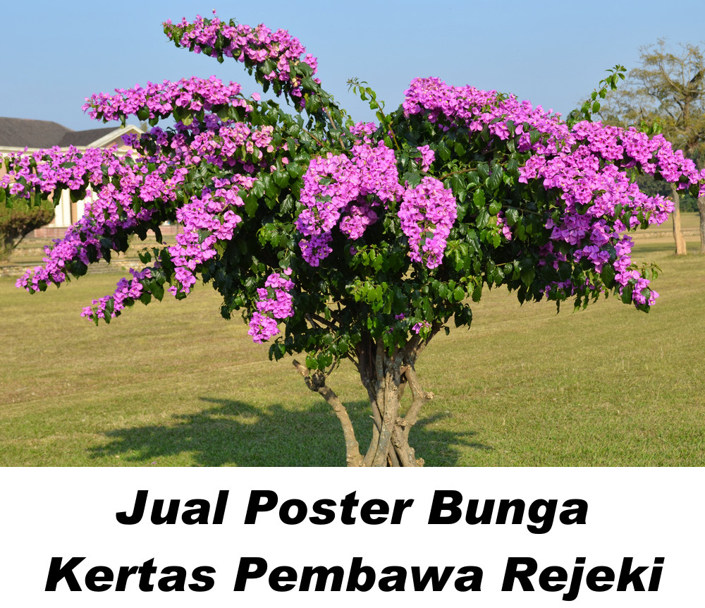 Gambar Bunga Kertas Menurut Feng shui Untuk kesederhanaan, kesucian ...