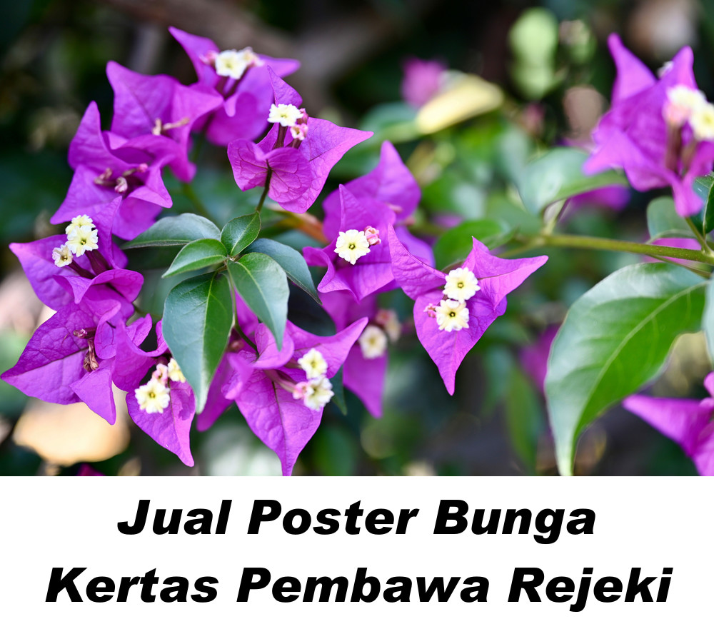 Gambar Bunga Feng Shui yang Membawa Kekayaan dan Kesejahteraan ke dalam ...