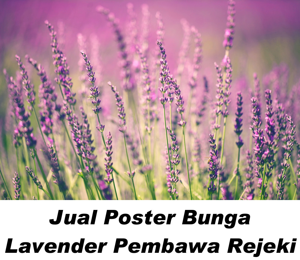 Gambar Bunga Lavender Menurut Feng shui Untuk ketenangan, kebahagiaan, dan kesuksesan - Juragan ...