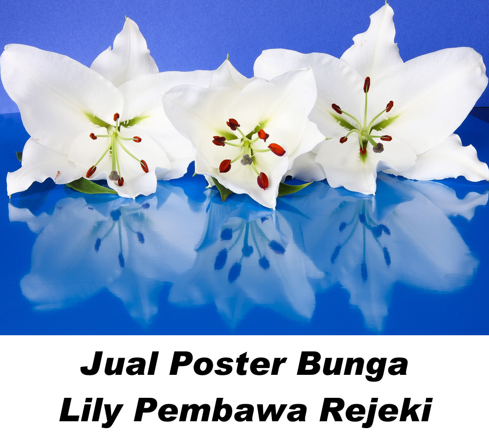 Gambar Bunga Lily Menurut Feng shui Untuk keindahan, kesucian, dan ...