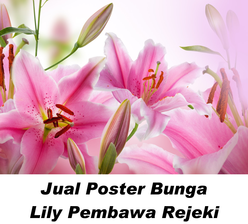 Gambar Bunga Lily Menurut Feng shui Untuk keindahan, kesucian, dan ...