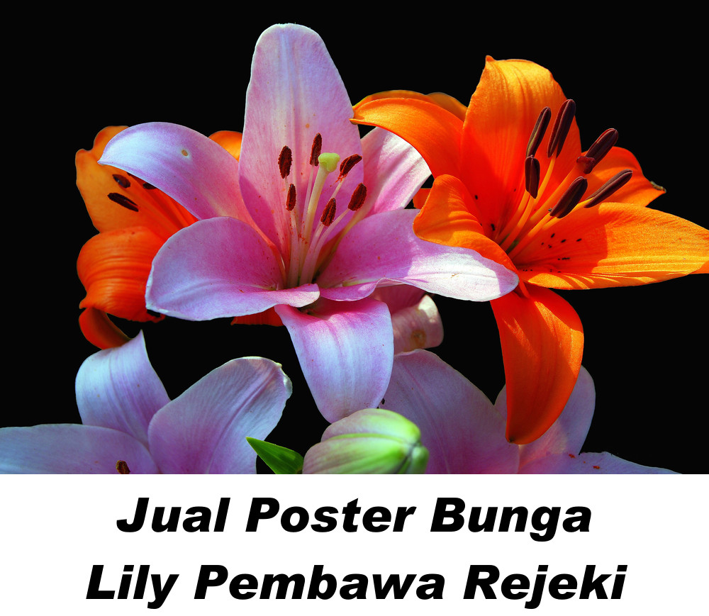 Gambar Bunga Lily Menurut Feng shui Untuk keindahan, kesucian, dan ...