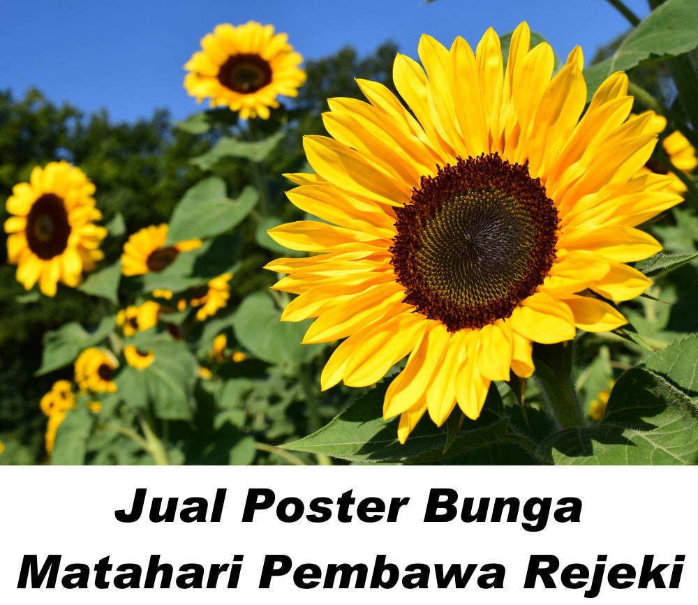 Gambar Bunga Matahari Menurut Feng shui Untuk kekuatan, keberuntungan ...