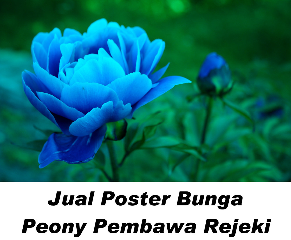 Gambar Bunga Peony Menurut Fengshui Untuk Kebahagiaan Dan Kesejahteraan ...