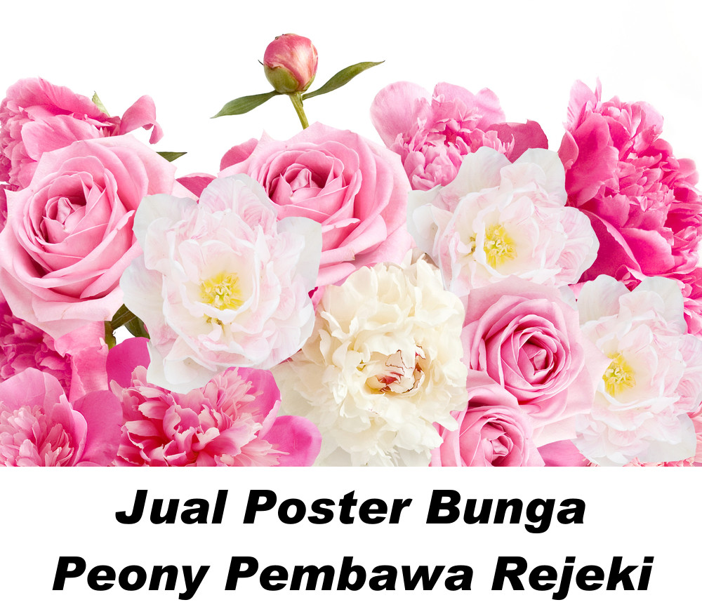 Gambar Bunga Peony Menurut Fengshui Untuk Kebahagiaan Dan Kesejahteraan ...