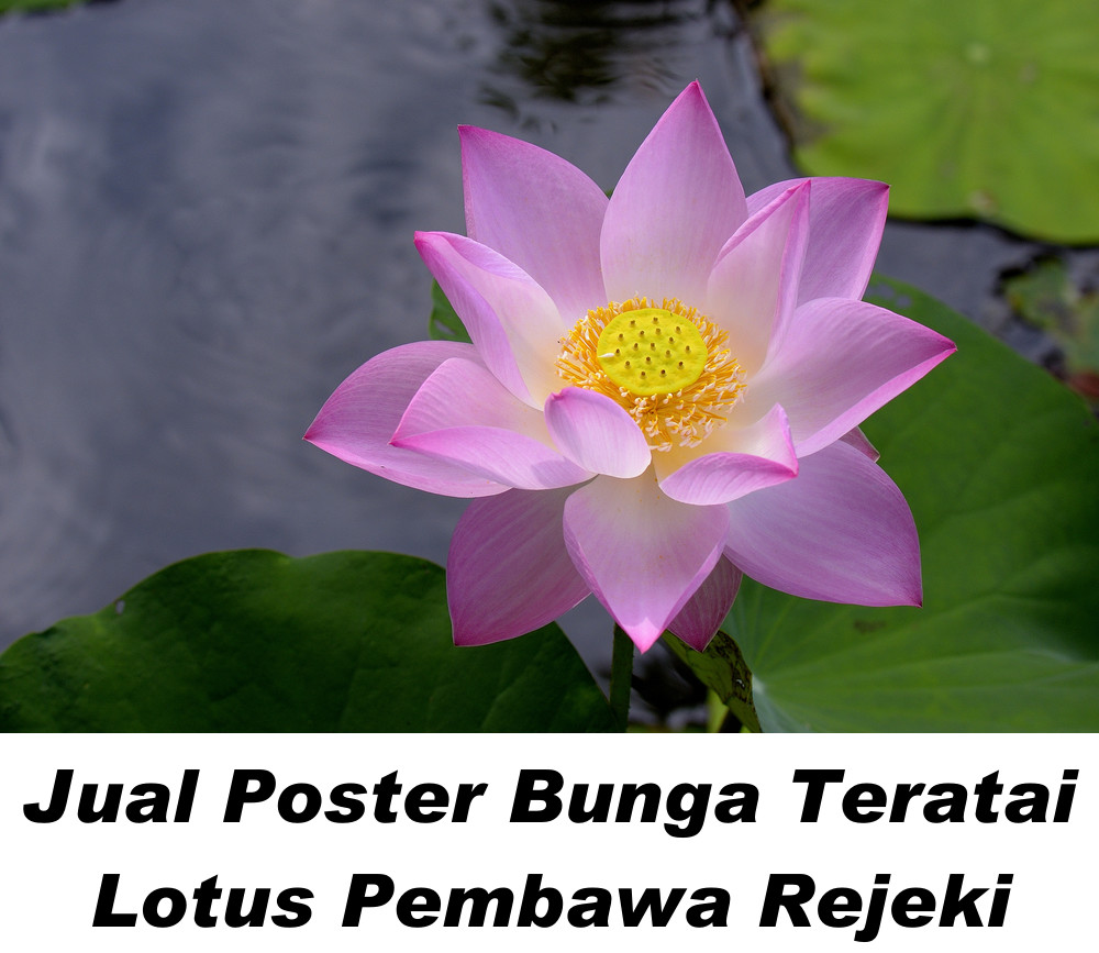 Gambar Bunga Feng Shui yang Membawa Kekayaan dan Kesejahteraan ke dalam ...