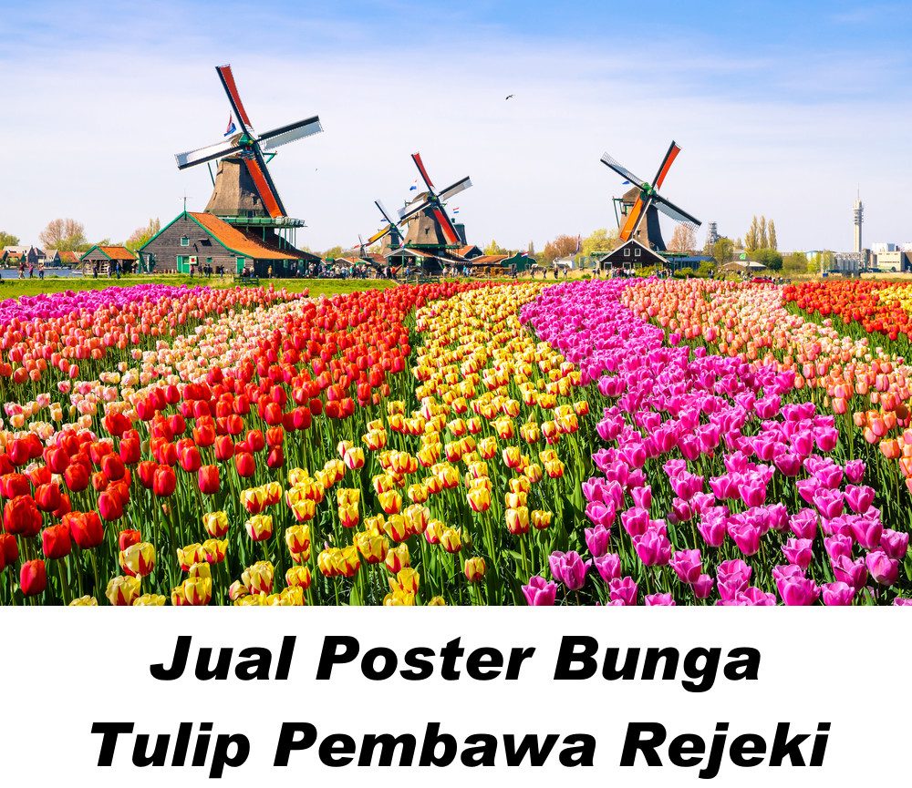 Gambar Bunga Feng Shui yang Membawa Kekayaan dan Kesejahteraan ke dalam ...