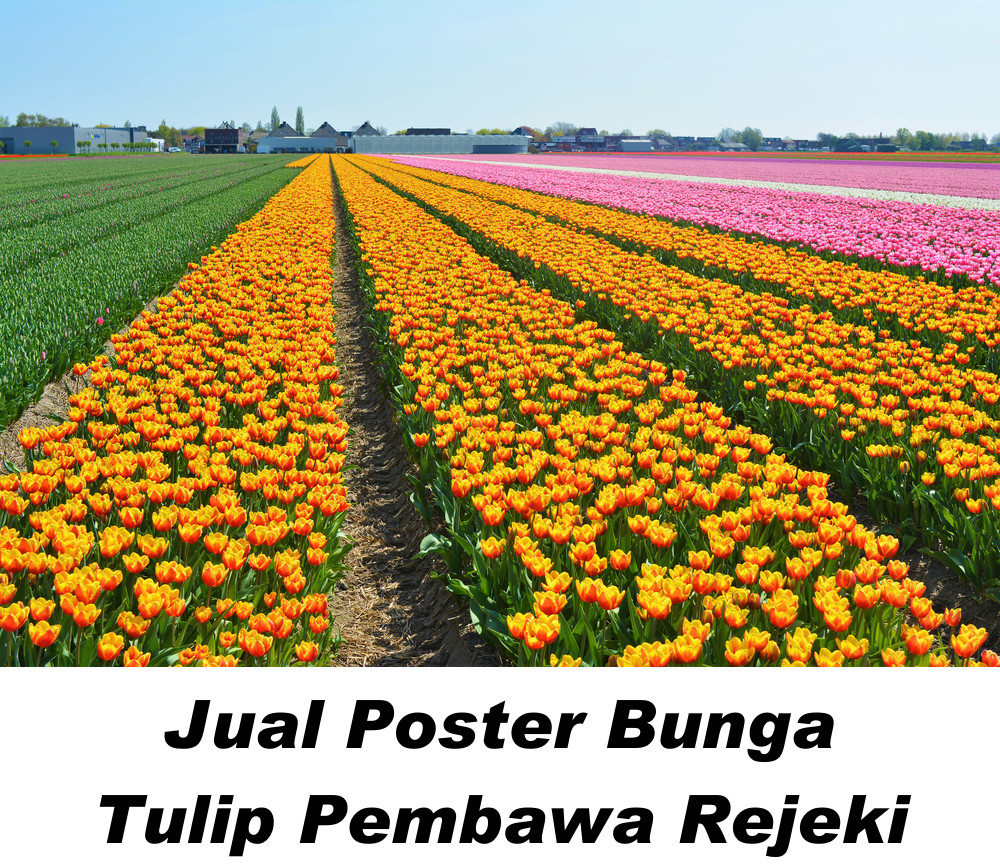Gambar Bunga Tulip Menurut Feng shui Untuk kebahagiaan, cinta, dan ...