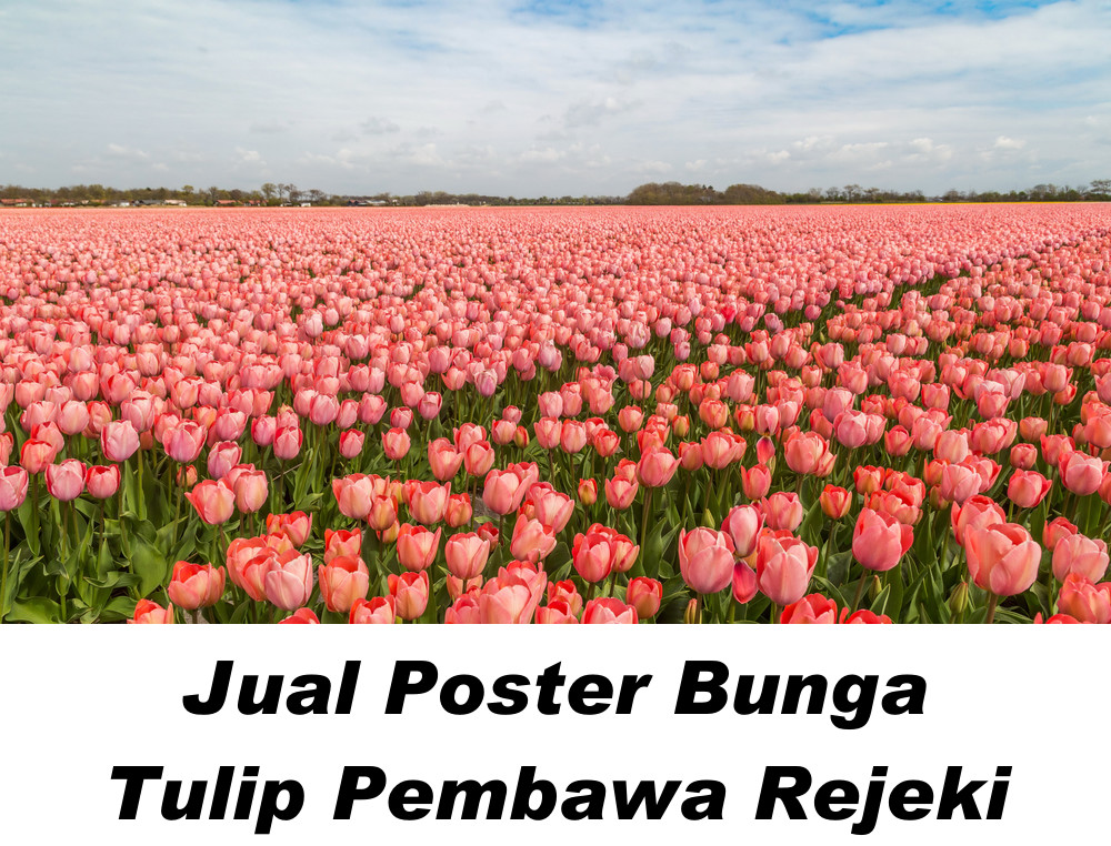 Gambar Bunga Tulip Menurut Feng shui Untuk kebahagiaan, cinta, dan ...