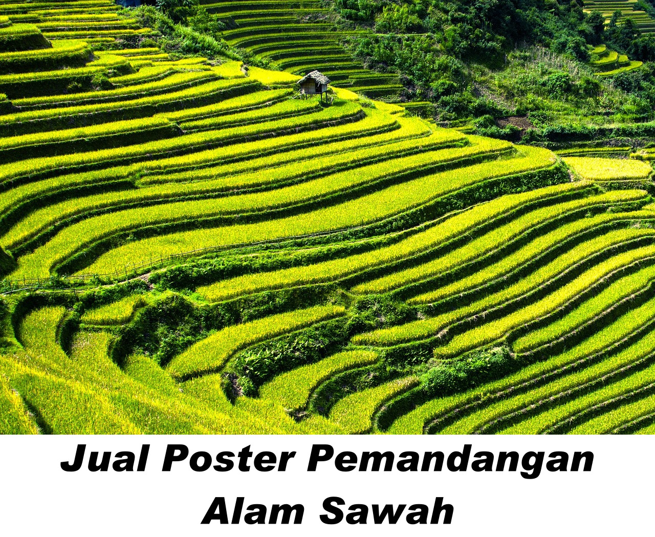 Poster Pemandangan Alam Sawah Untuk Dekorasi Ruangan - Juragan Poster