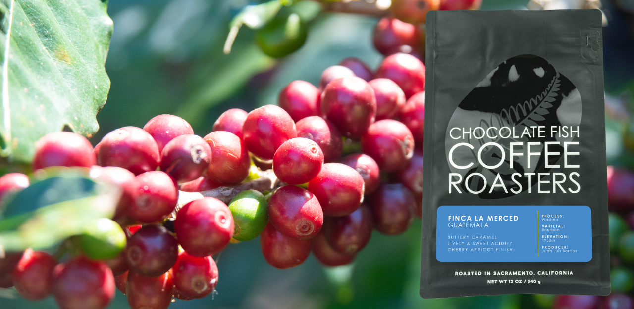 Chocolate Fish Coffee Store | Buy Coffee & Home Brewing Equipment Online