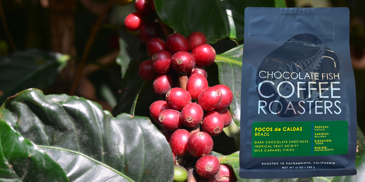 Chocolate Fish Coffee Store | Buy Coffee & Home Brewing Equipment Online