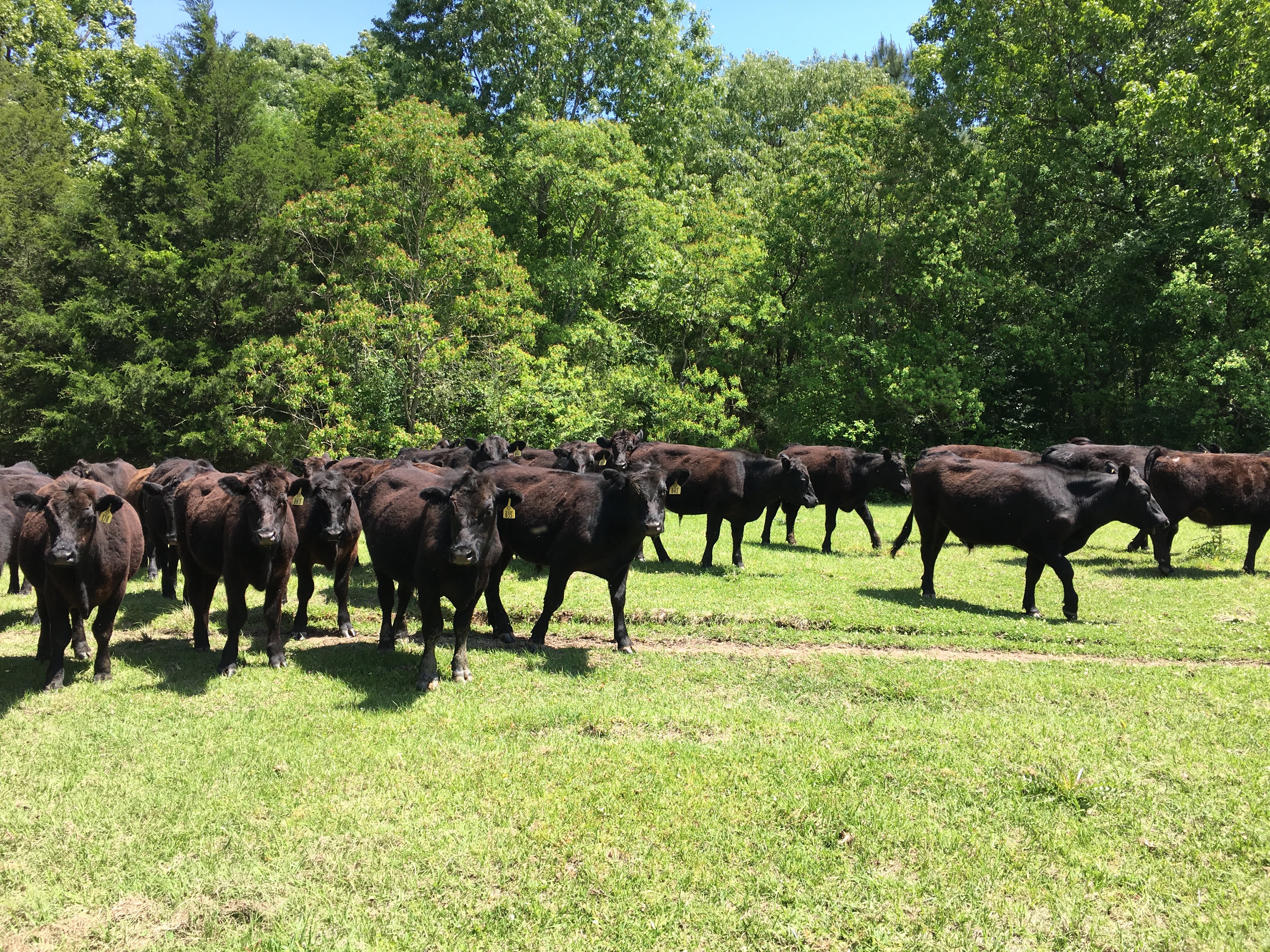 Health Benefits of Grass fed Meat - KOL Foods