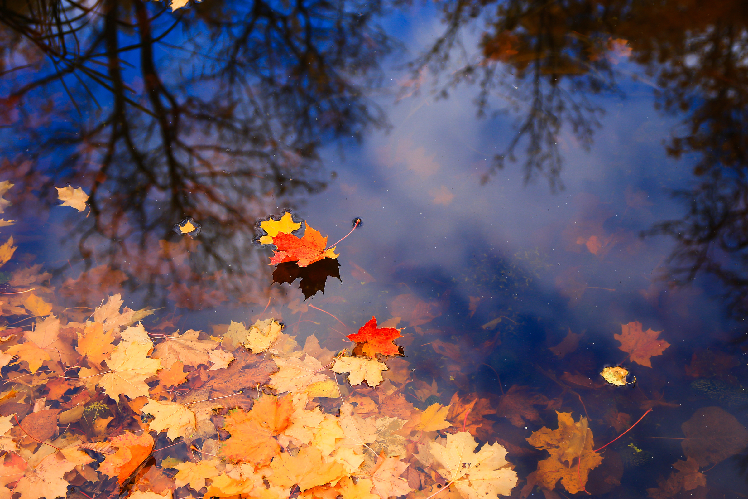 Your Essential Fall Home Maintenance Checklist: Get Ready for Cold ...
