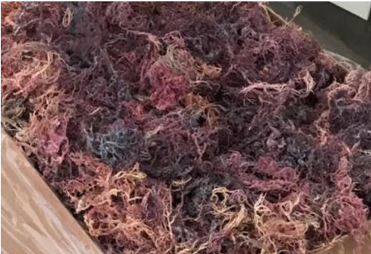 Why You Should Be Eating Sea Moss - Shades of Afrika Online