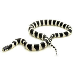 KING SNAKES Banded California King Snake from ReptMart.com
