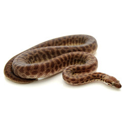 Children's Pythons Adult for sale from ReptMart.com.Children's Python ...