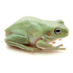 Dumpy / White's Tree Frog from ReptMart.com