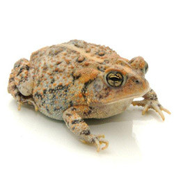Southern Toad from ReptMart.com