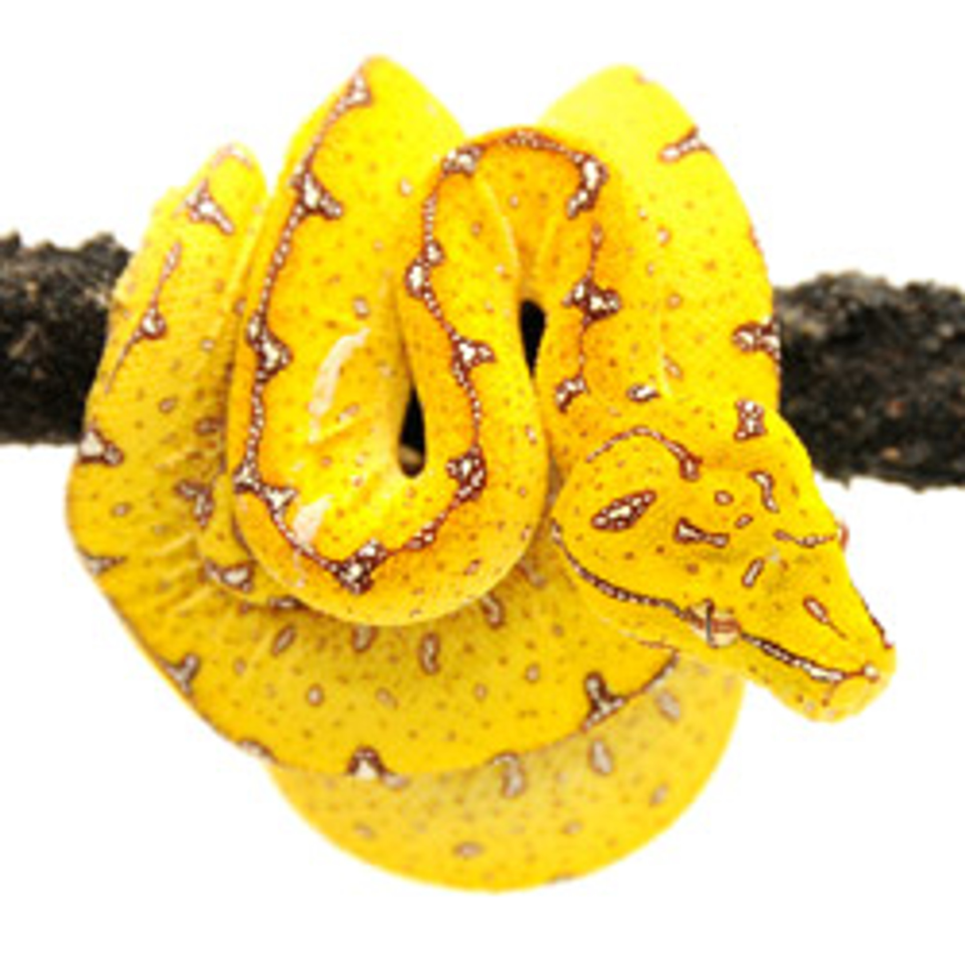Jayapura Green Tree Python for sale / Chondropython from ReptMart.com