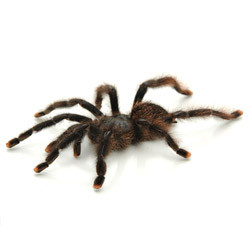 Pink Toe Tarantula From ReptMart Pink Toe Tarantula From ReptMart