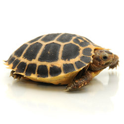 Forsten's Tortoise for sale from ReptMart.com. Buy your Captive Bred ...