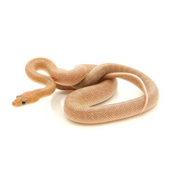 Baja Rat Snake for sale from ReptMart.com