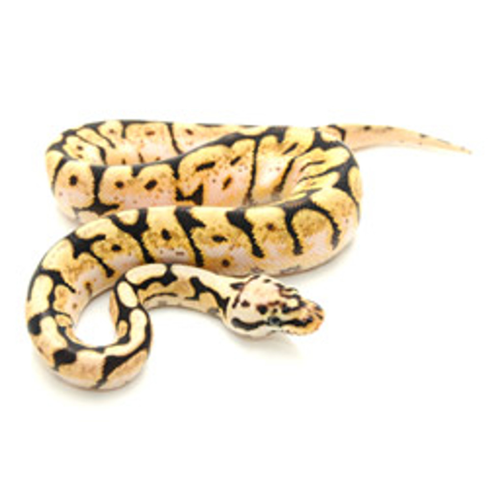 Bumblebee Ball Python (Male) for sale from ReptMart.com