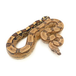 Arabesque Boa for sale from ReptMart.com