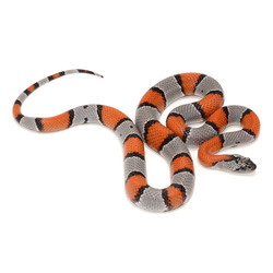 KING SNAKES Grey Banded King Snake from ReptMart.com