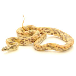 KING SNAKES Brooksi X Goini King Snake from ReptMart.com