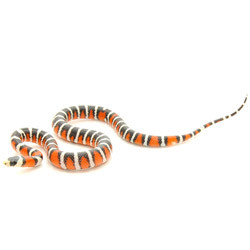 Pyro King Snake for sale from ReptMart.com