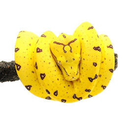 Merauke Green Tree Python / Chondropython from ReptMart.com