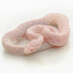 Snow Emoryi Ratsnake for sale Snake from ReptMart.com