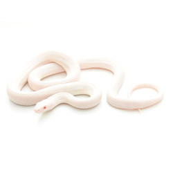 RAT SNAKES Leucistic Texas Rat-pink eye Snake from ReptMart.com