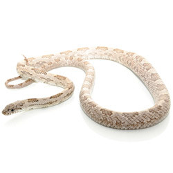 RAT SNAKES White Oak Grey Rat Snake from ReptMart.com
