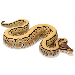 Pinstripe Desert Ghost Ball Python for sale (Python regius)