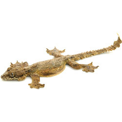GECKOS Flying Gecko from ReptMart.com