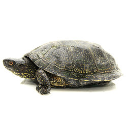 European Pond Turtle (Sub Adult) from ReptMart.com