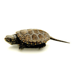 European Pond Turtle from ReptMart.com
