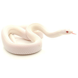 Patternless Snow Southern Pine Snake for sale from ReptMart.com. Buy ...