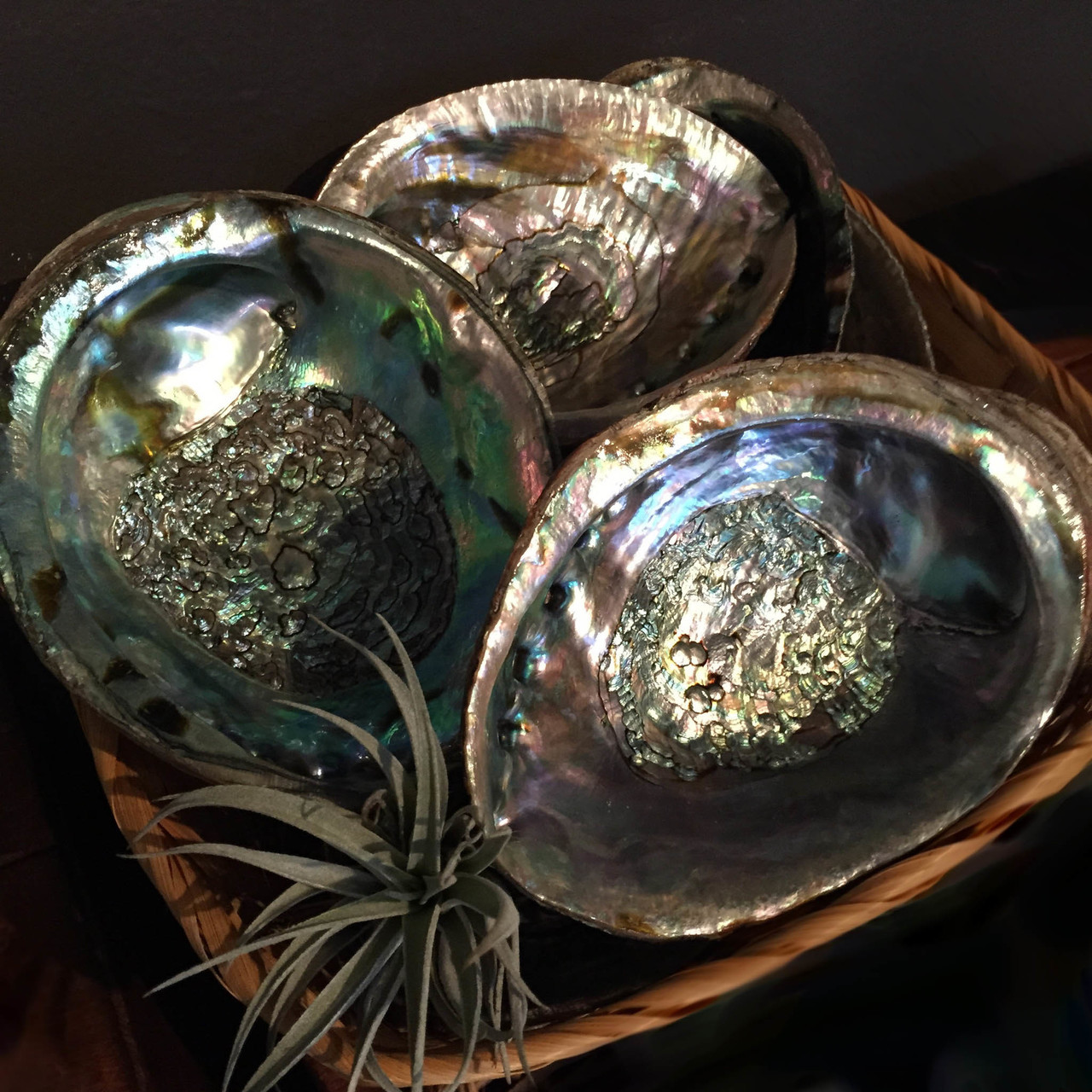 Large Abalone Shell Smudge + Incense Vessel | Sacred Mists Shoppe