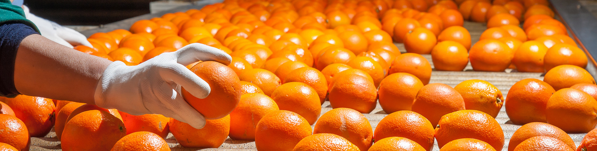 Food Processing Wiping Products | Disposable Wipers | Microfiber | Rags