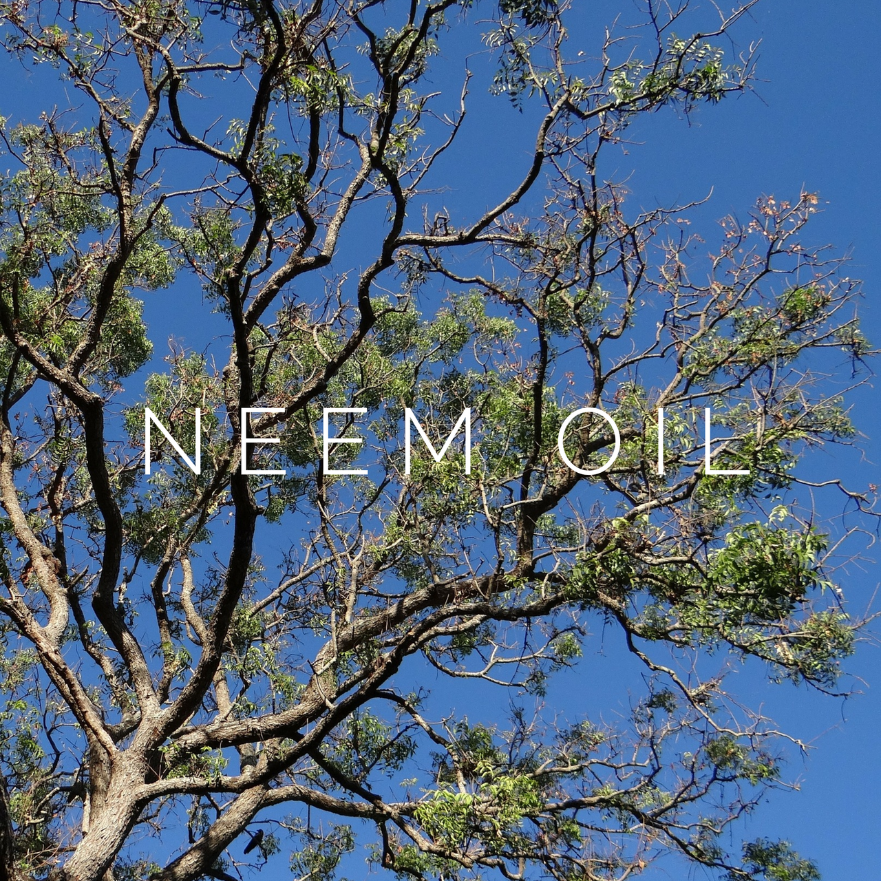 Neem Oil - Ingredient Highlight - DAYSPA Body Basics Store