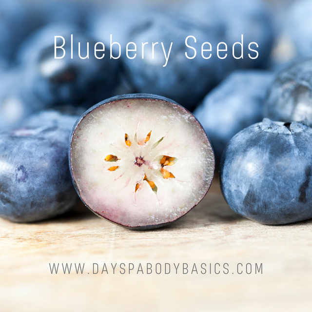 Blueberry Seeds- Ingredient Highlight - DAYSPA Body Basics Store